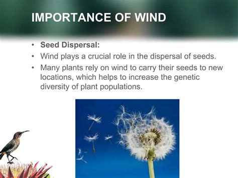 Wind As An Ecological Factor Presentation Ppt