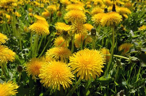 Dandelion Taraxacum Officinale Dconnect