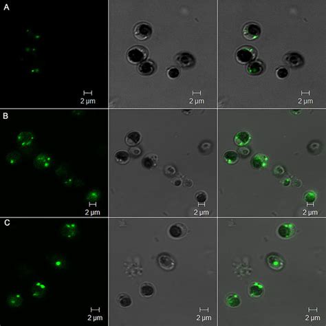 Lipid Yield Of Microalgae In The Whole Growth Phase Download