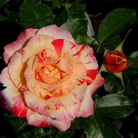 Camille Pissaro ® | Rose, mehrfarbig, 120 x 60 cm (Delbard, 1996 ...