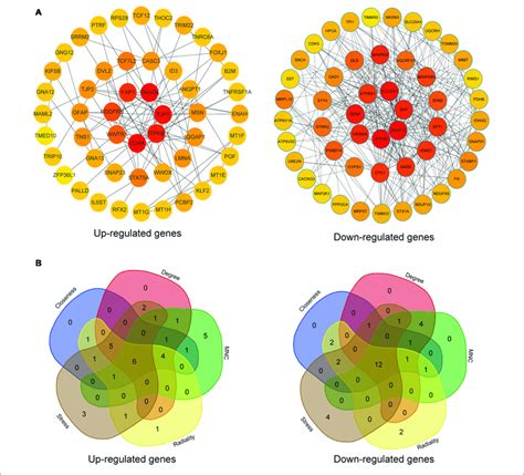 Ppi Network And Hub Gene Selection A The Top 50 Hub Genes In The