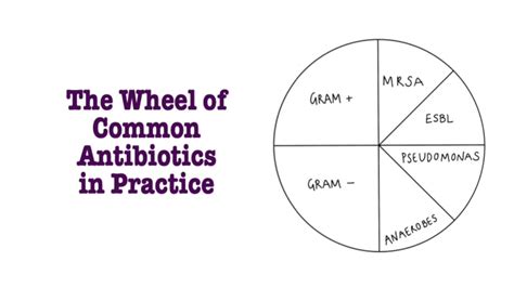 Antibiotic Coverage Wheel At August Wiest Blog