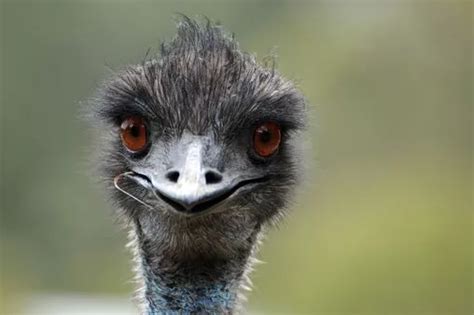 Flabbergasted Resident Describes Moment Man Puts Escaped Emu In A Head Lock After Chasing It