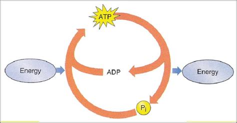 What Is The Relationship Between Adp And Atp