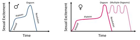 Math Waffles Sex And Plural Marriage Speaking Of Polygamy…