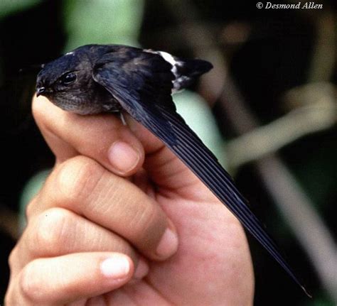 Pygmy Swiftlet Animal Database Fandom Pygmy Swiftlet Animal Database Fandom