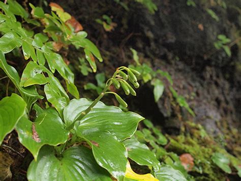 Hosta Asparagaceae
