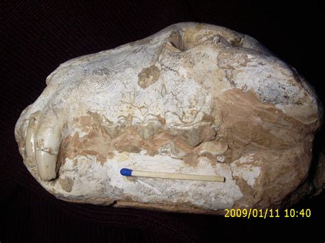 Carnivore Skull Gansu China Fossil Id The Fossil Forum