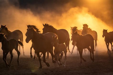 Preocupación Por Brotes De Encefalomielitis Equina En Provincias