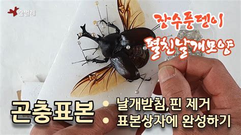장수풍뎅이 펼친날개모양으로 표본완성하기 Youtube