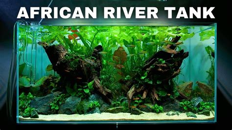 Epic Africa Aquarium Aquascape Tutorial W Butterfly Cichlid And Congo