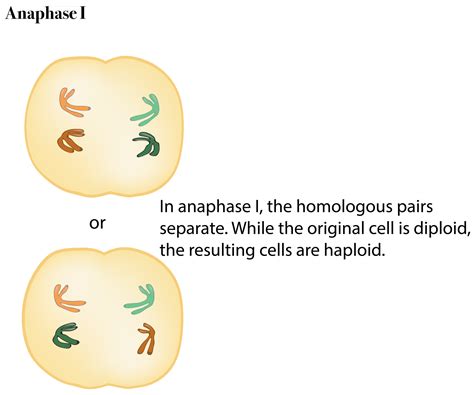 65 Meiosis I Introduction To The Evolution And Biology Of Sex