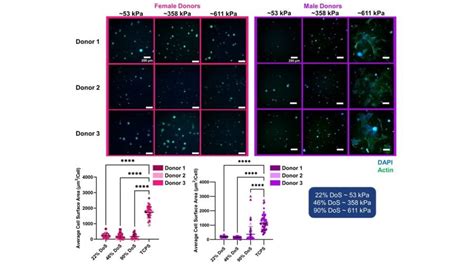 Sex Differences In Connective Tissue Tissue And Regenerative