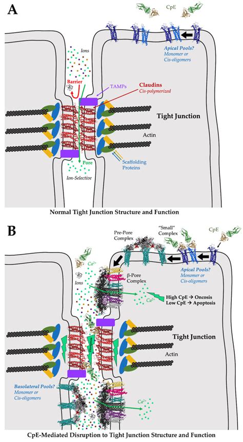 Disruption Of Claudin Made Tight Junction Barriers By Clostridium
