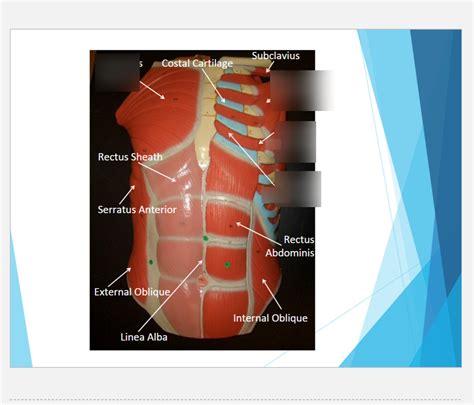 Thorax Muscles Diagram Quizlet