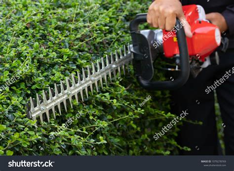 8 831 Tree Trimmers Images Stock Photos Vectors Shutterstock