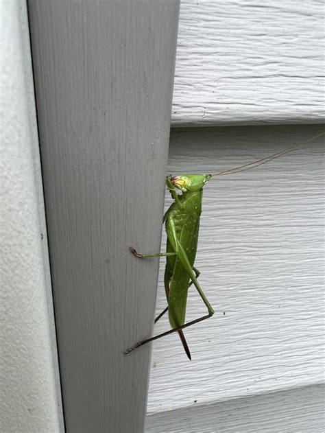 Grasshopper Rphotos