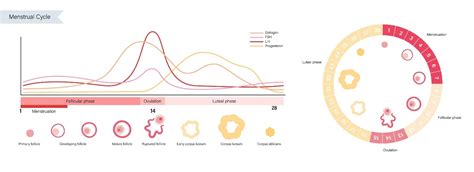 What Are The Advantages And Disadvantages Of Contraceptive Implants