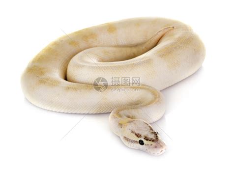 白色背景面前的球体python高清图片下载 正版图片305041939 摄图网