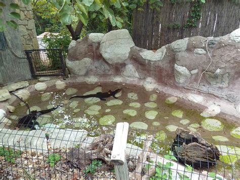 Cuvier's Dwarf Caiman Exhibit - ZooChat