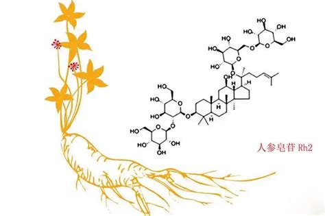 How To Seperate Ginsenoside From Ginseng Extract