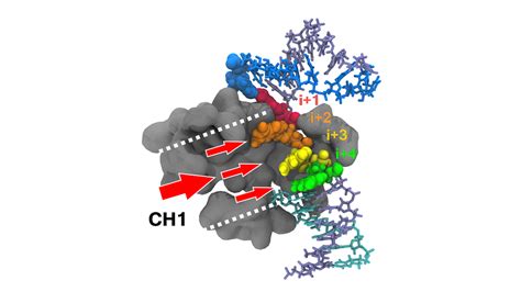 Rna Polymerase Ii Structure