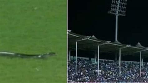 From Snake On Field To Floodlight Failure A Look At All Blunders