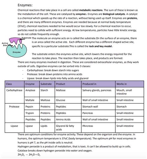 IGCSE Biology Enzymes NoteXchange