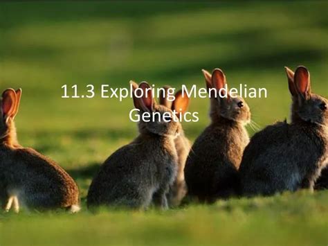 PPT Exploring Mendelian Genetics PowerPoint Presentation Free