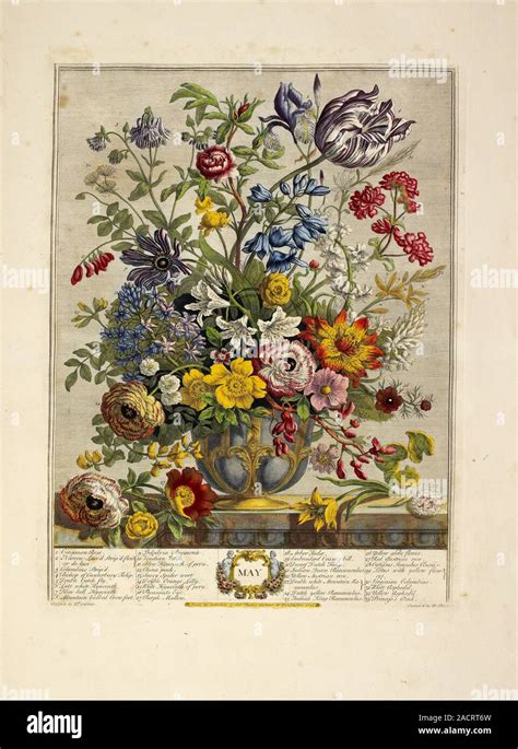 Various Flowers May Author Robert Furber Illustrated By Robert