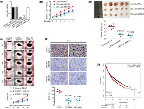 Knockdown Of Col6a1 Inhibited The Growth And Metastasis Of Nsclc A