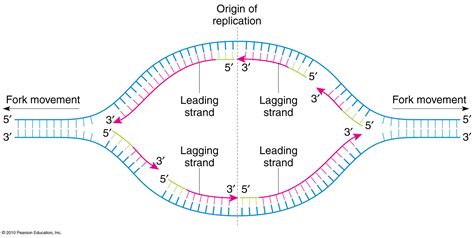 Dna Replication Does Dna Polymerase Always Go The Same Direction