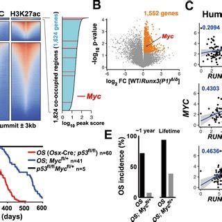 Myc Is A Positive Target Of Runx3 In P53 Deficient OS A Heatmaps