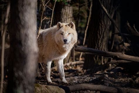 We Must Tread Carefully When It Comes To Wildlife Tourism South