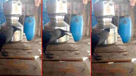 Crow Viral Video మాట్లాడే కాకిని ఎప్పుడైనా చూశారా వీడియో చూస్తే షాకవ్వాల్సిందే Everyone