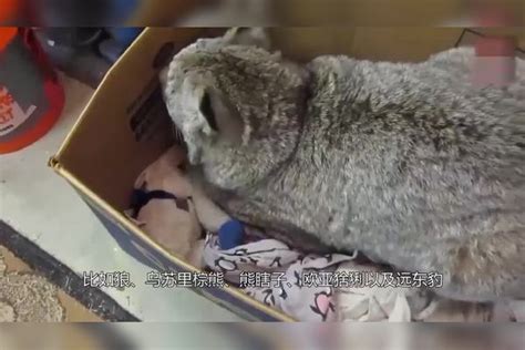 老虎生活的区域里，为什么不会有大型的狼群？生活区域狼群