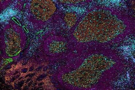 Plateforme De Cytométrie De Linstitut Curie Cytpic Plateforme Ibisa