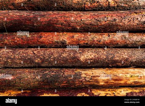 Horizontal Timber Log Pile Background Texture Consisting Of Coniferous