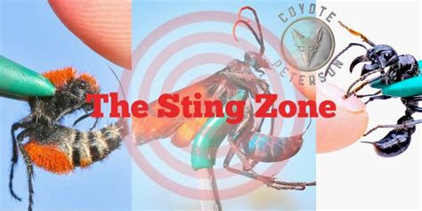 Enter the Sting Zone With Coyote Peterson – GeekDad