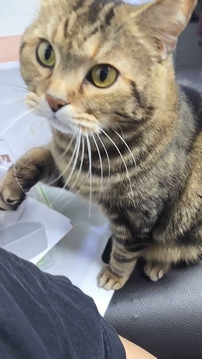 파자마 집사와 랑이 옆태 랑이 고양이 고양이브이로그 고양이일상 고양이영상 냥이 개냥이 Youtube