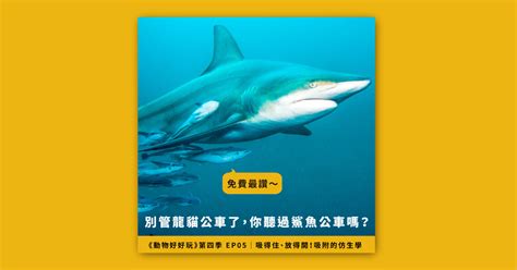Ep05｜章魚的八爪觸手為何不會打結？壁虎倒掛吸功靠「腳毛」？動物吸附的仿生學 鏡好聽 Mirror Voice