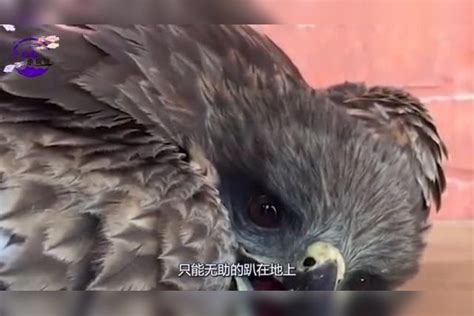 小伙救了只受伤“老鹰”，放飞一年后，老鹰的报恩方式让小伙傻住小伙老鹰方式