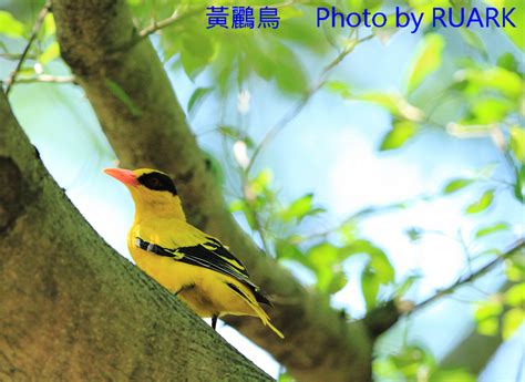 黃鸝鳥 運動、速度、追焦篇 Canonfans 佳能中文討論區 Powered By Discuz