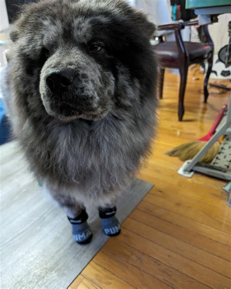 Gotta Protecc The Toe Beans From 24 Degree Windchill Raww
