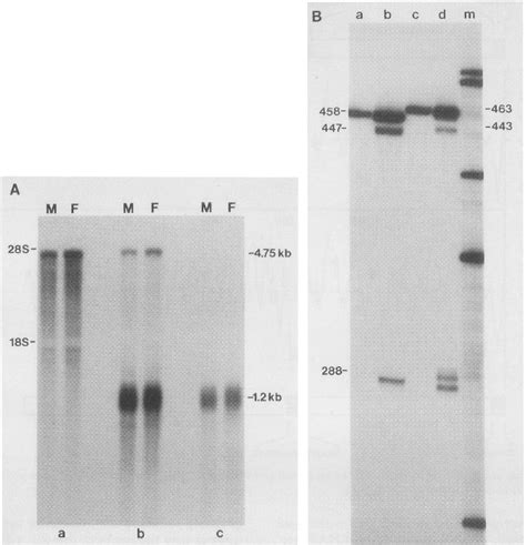 Figure 1 From The Growth Hormone Binding Protein In Rat Serum Is An