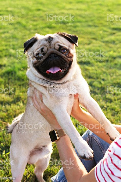 얼굴에 재미 있는 갈색과 검은색 얼룩으로 젊은 작은 품종 개 귀여운 행복 Pug 국내 강아지 야외 공원에서 산책의 초상화 2명에