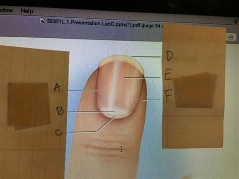 Nail Flashcards Quizlet