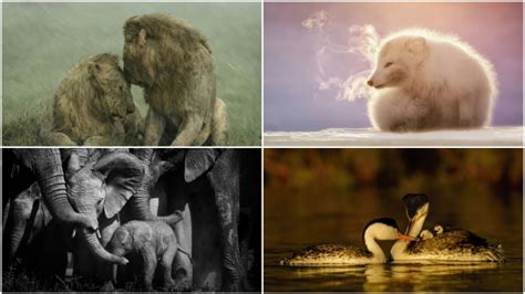 2021 оны зэрлэг байгалийн сэдэвт шилдэг 15 гэрэл зураг