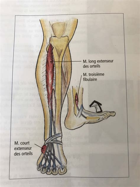 Le court extenseur des orteils deux muscles en un Mickaël Clément