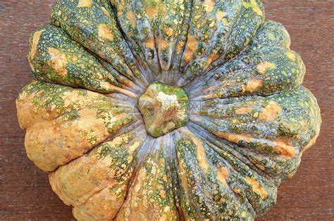 南瓜特写农业花园食物植物蔬菜农场收成高清图片下载 正版图片321965979 摄图网